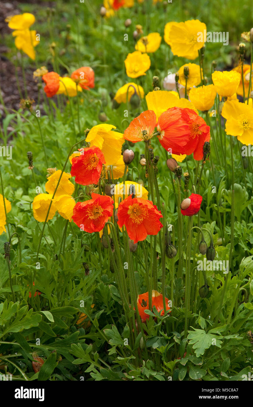 Orange and Yellow Iceland Poppies Stock Photo - Alamy