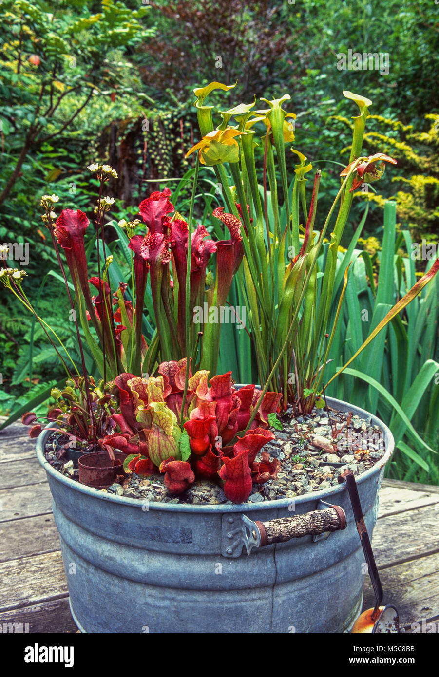 Carnivorous bog plant sarracenia hi-res stock photography and images ...