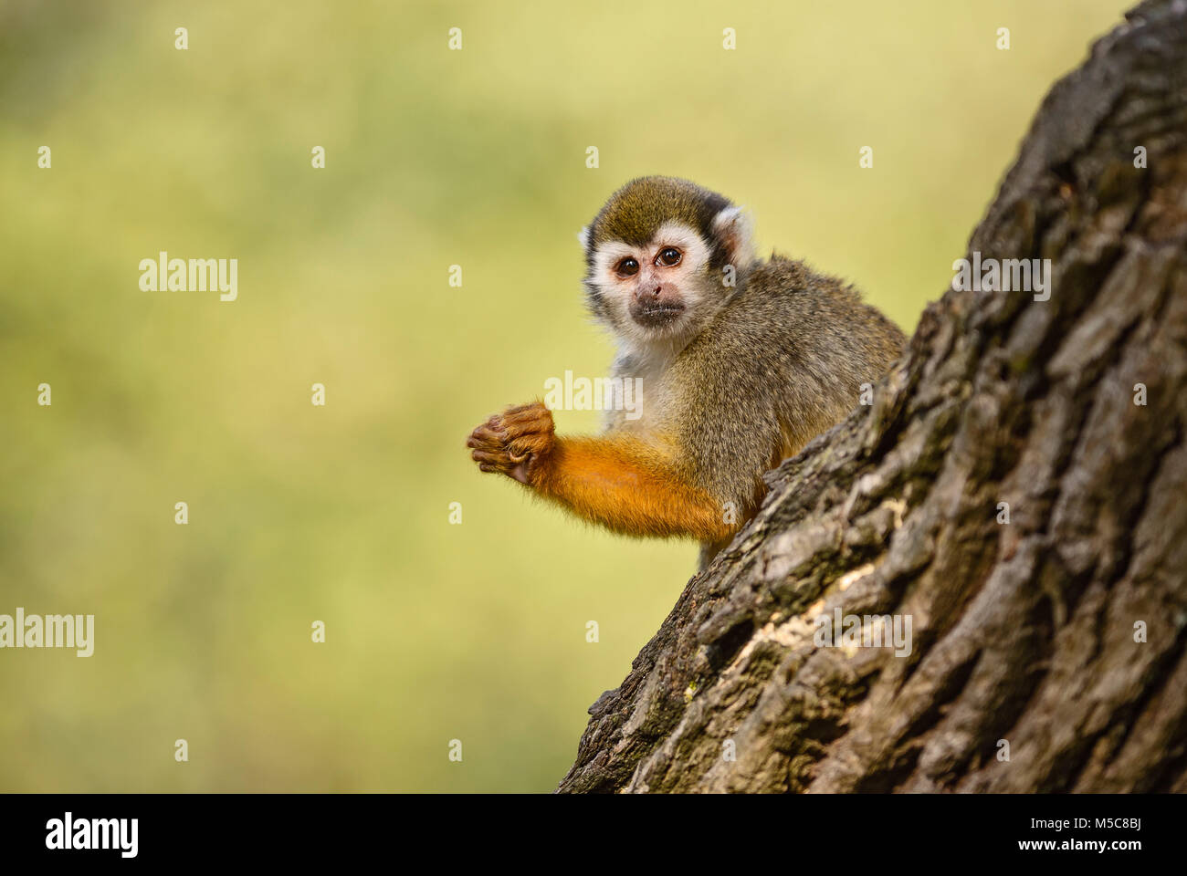 Brazil amazon rainforest monkey hi-res stock photography and images - Alamy