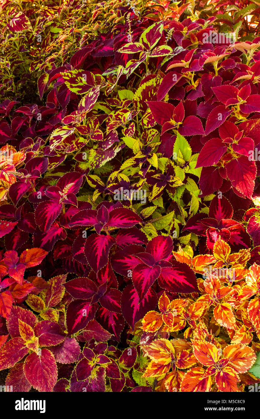 Mixed coleus in a garden Stock Photo - Alamy