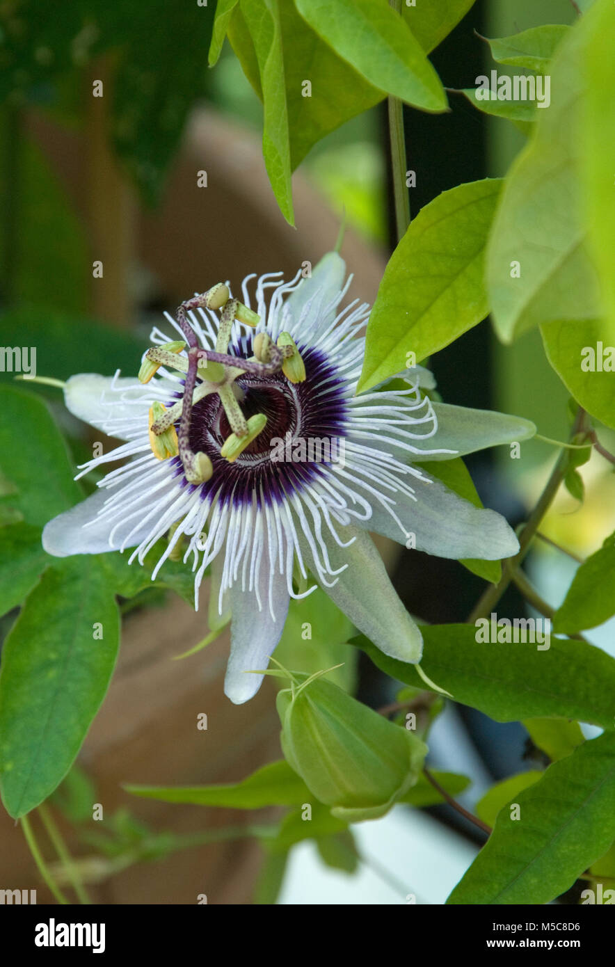 Passion vine hi-res stock photography and images - Alamy