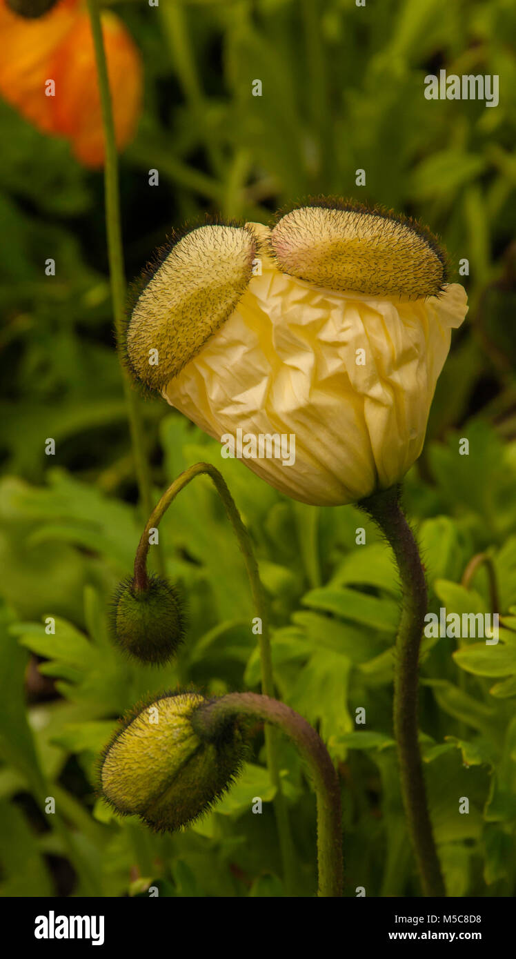 Iceland Poppy bud opening Stock Photo - Alamy
