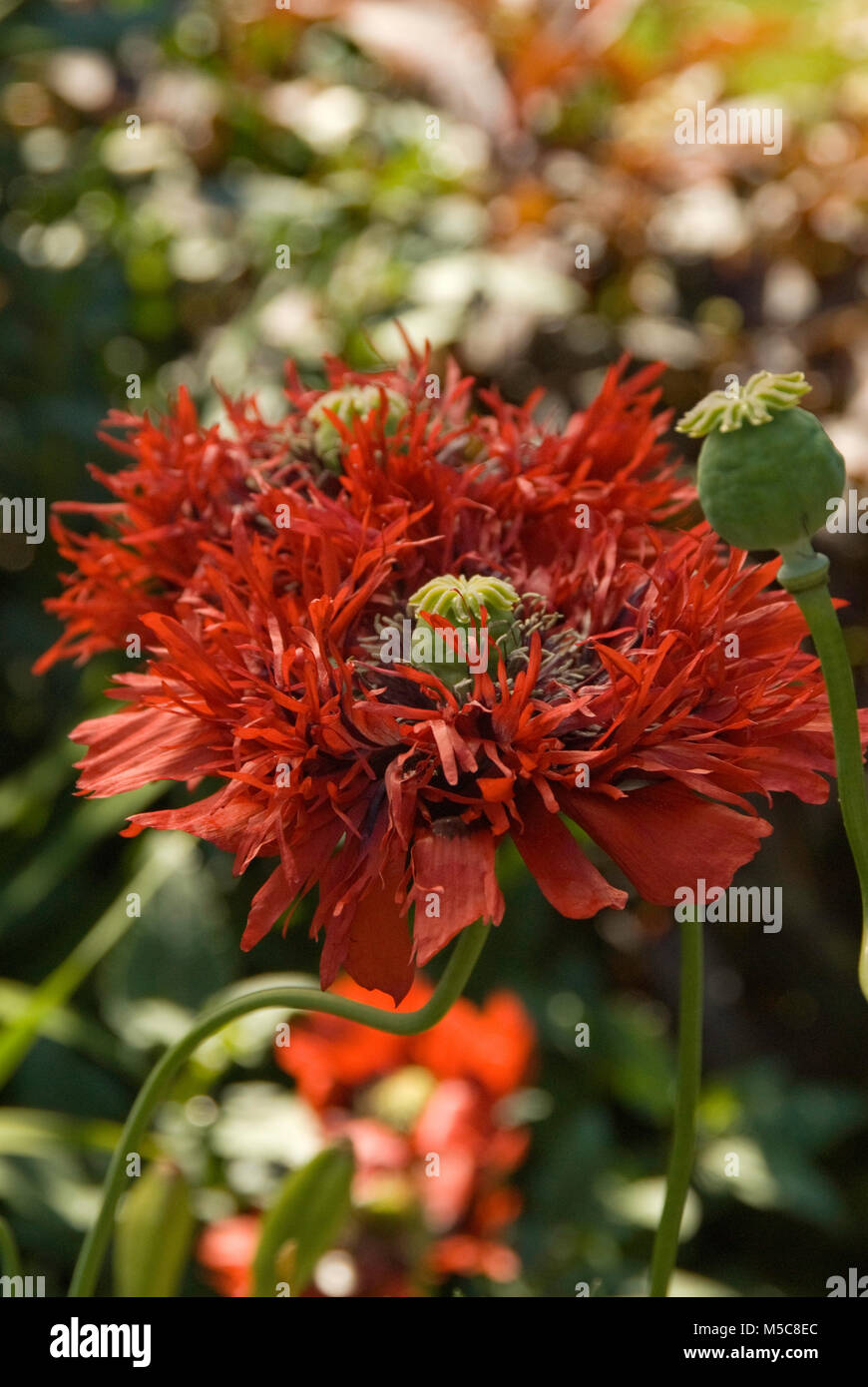 Fringed Poppy Red Stock Photo - Alamy