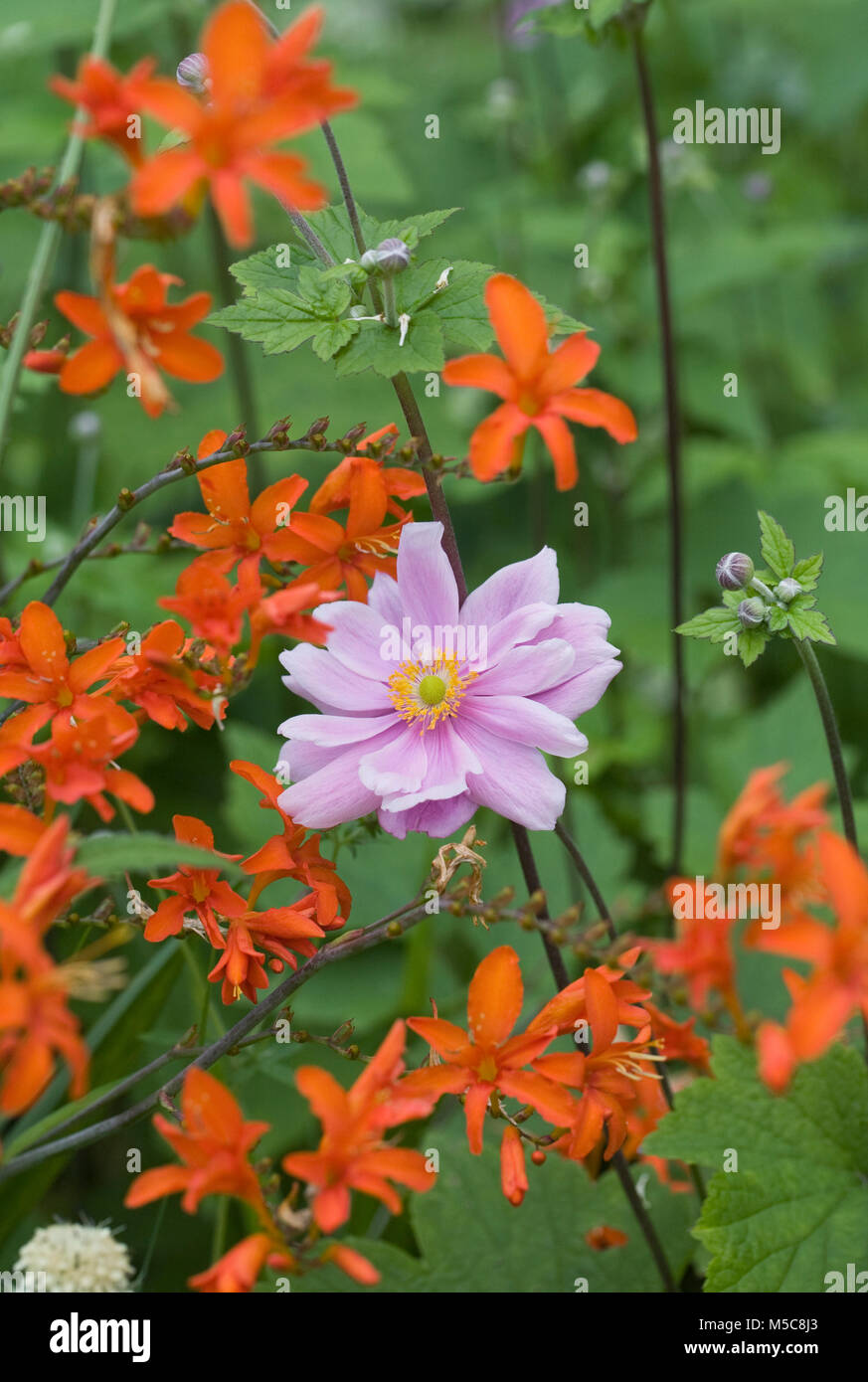 Japanese anemones plant combinations hi-res stock photography and ...