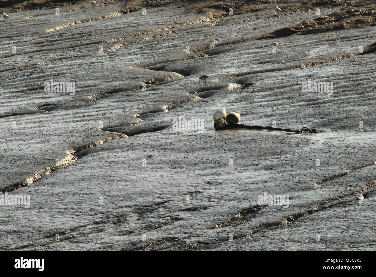 Wat Tyler Country Park Essex - Landscape and Light down at the Creek ...