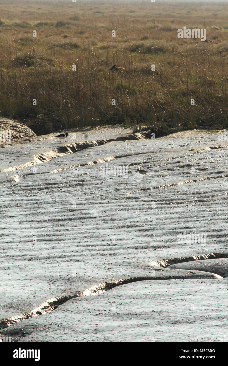 Wat Tyler Country Park Essex - Landscape and Light down at the Creek ...