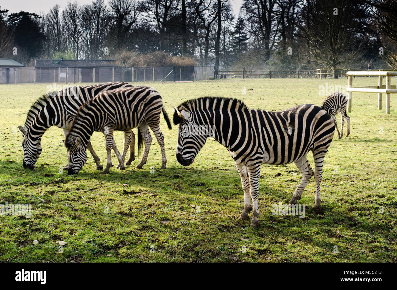 Cotswold wildlife park hi-res stock photography and images - Alamy
