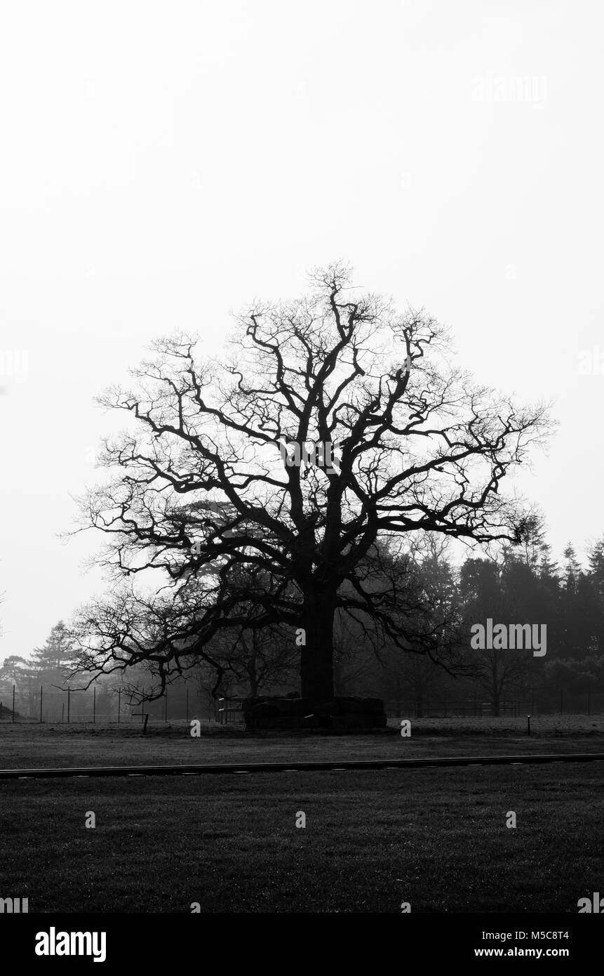 Solitary tree with great branches Stock Photo - Alamy