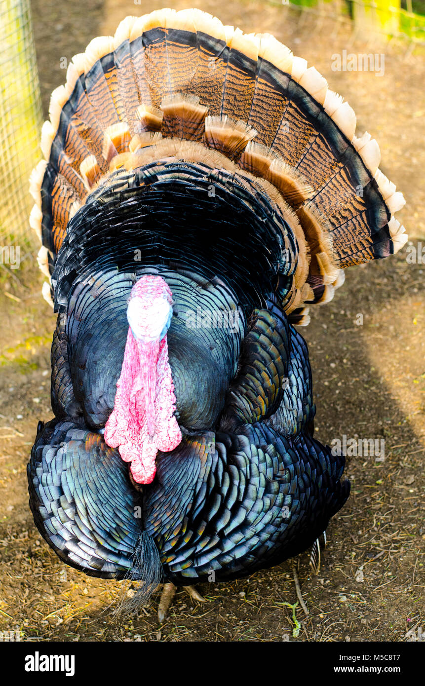 Wild turkey feathers hi-res stock photography and images - Alamy