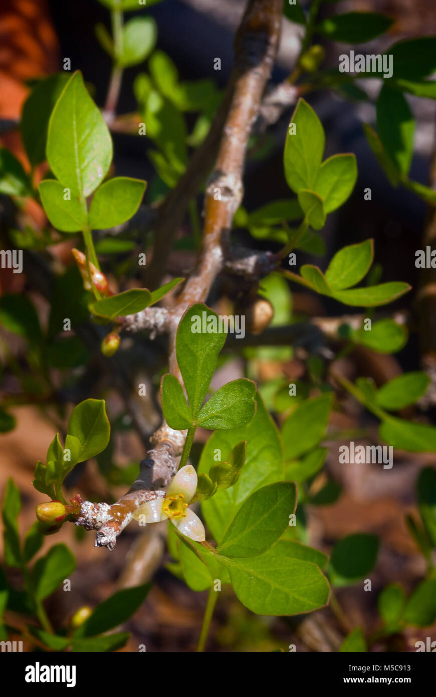 Torchwood copal (Bursera fagaroides), Bureriaceae. small resinous tree ...
