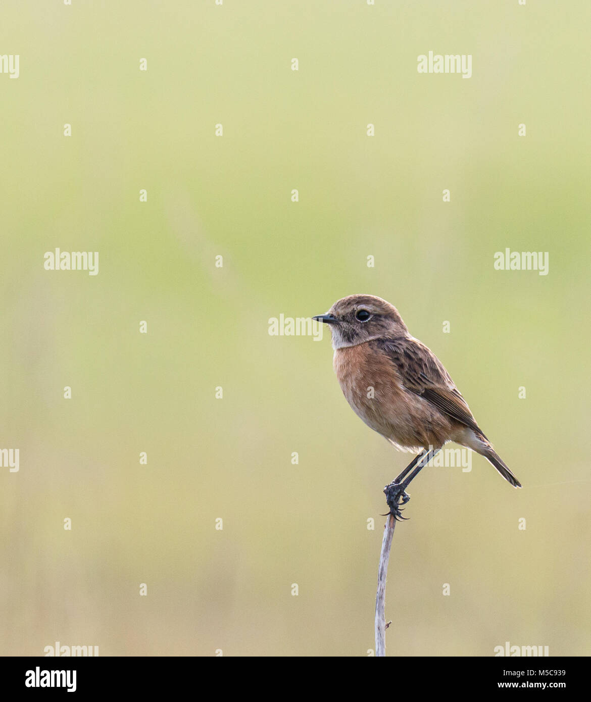 Birds are vertebrate, warm-blooded animals that walk, jump or stand ...