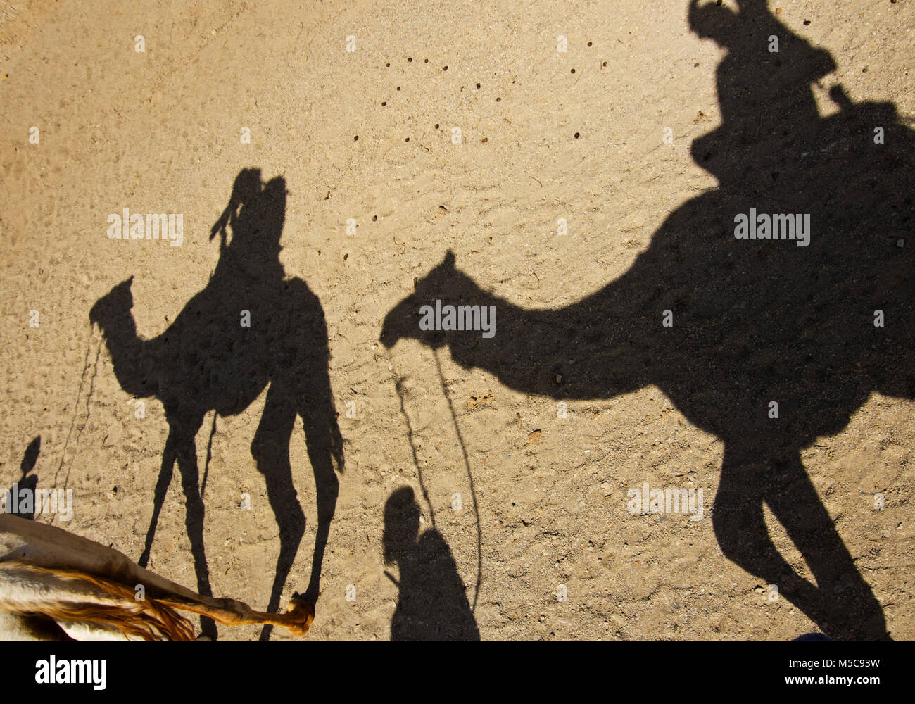Camel shadows hi-res stock photography and images - Alamy
