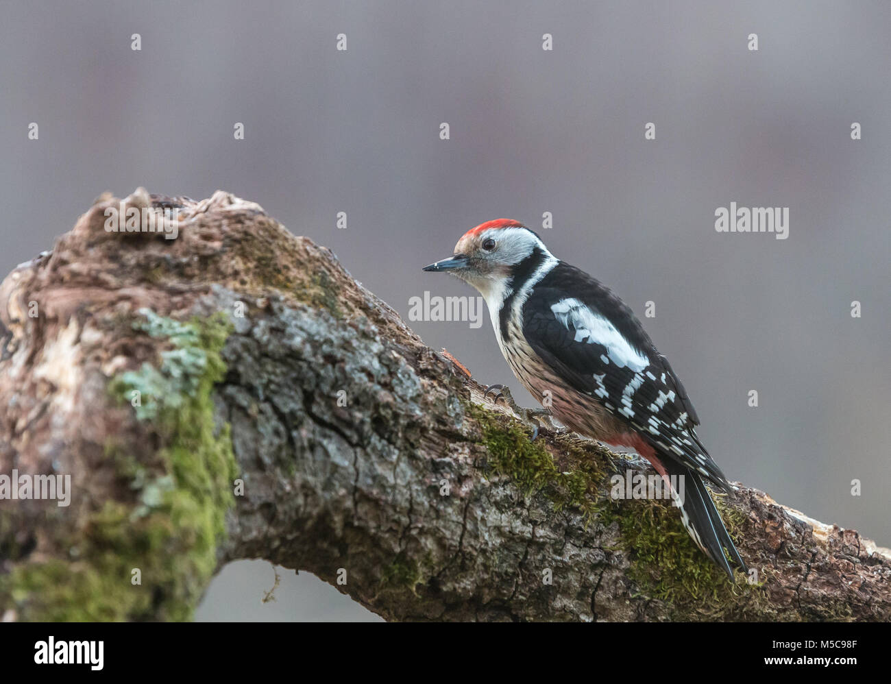 Birds are vertebrate, warm-blooded animals that walk, jump or stand ...