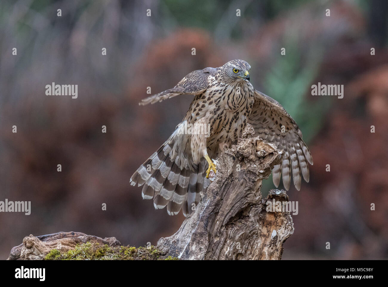 Birds are vertebrate, warm-blooded animals that walk, jump or stand ...