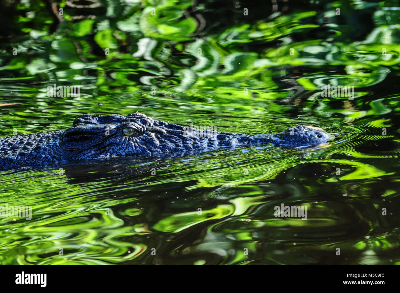 Saltwater crocodile (Crocodylus porosus), also known as saltie, in ...