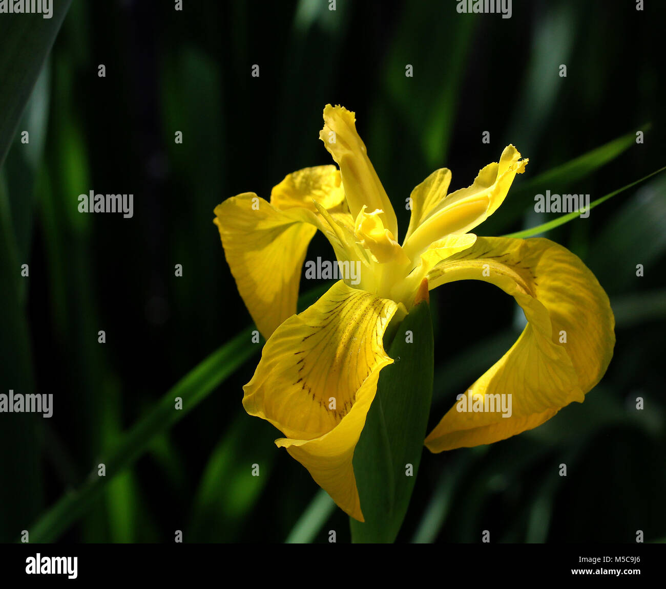 Iris pond hi-res stock photography and images - Alamy