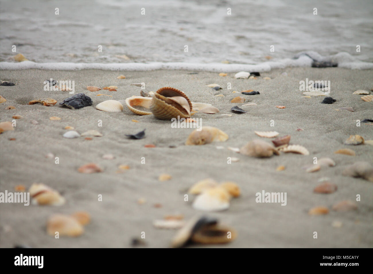 Assortment of sea shells in the sand. All shells are natural, unique ...