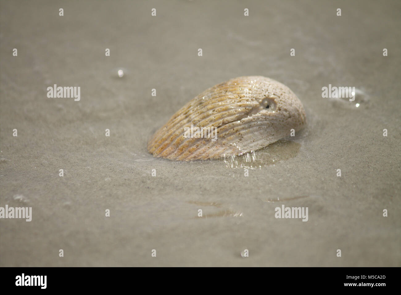 A beautiful sea shell that was gently washed by the receding salt water ...