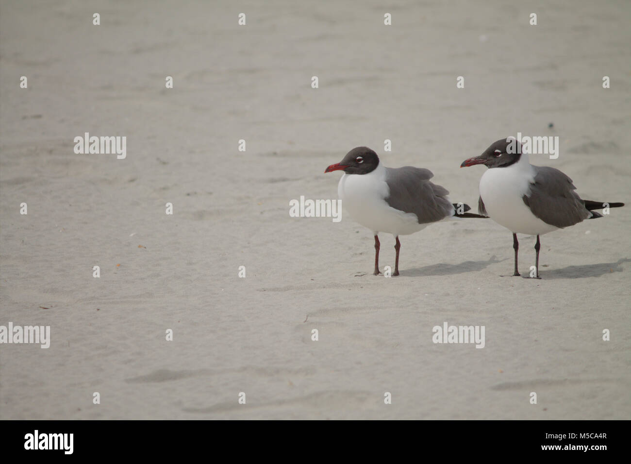 Birds on the beach, The may be friends, or love birds Stock Photo - Alamy