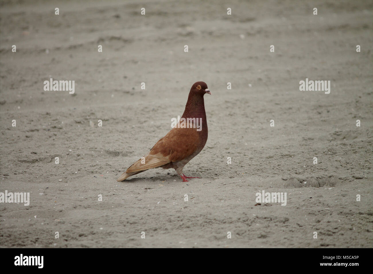 A bird searching the beach. It may be seeking companionship,and food ...