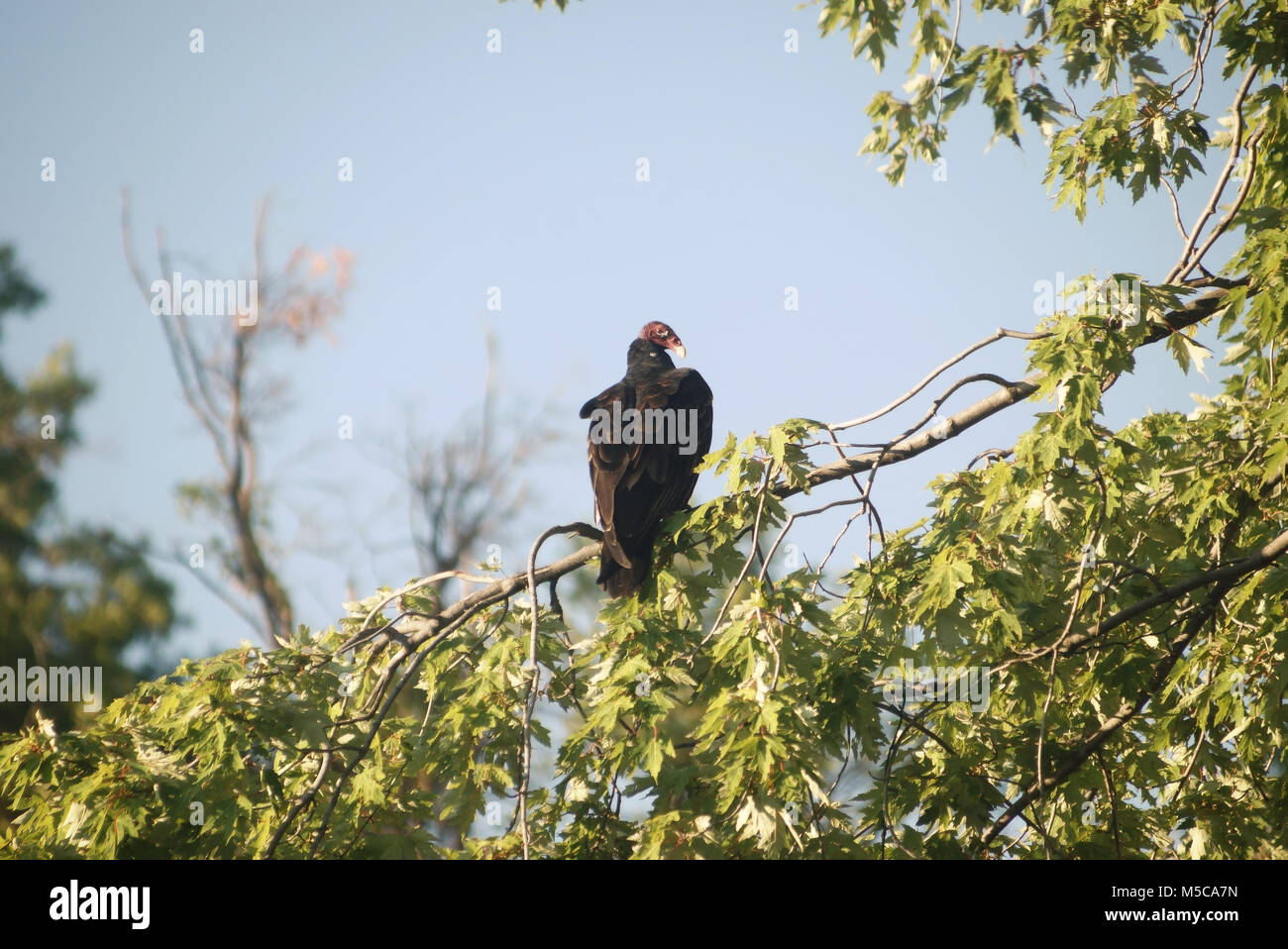 Buzzard tree hi-res stock photography and images - Alamy