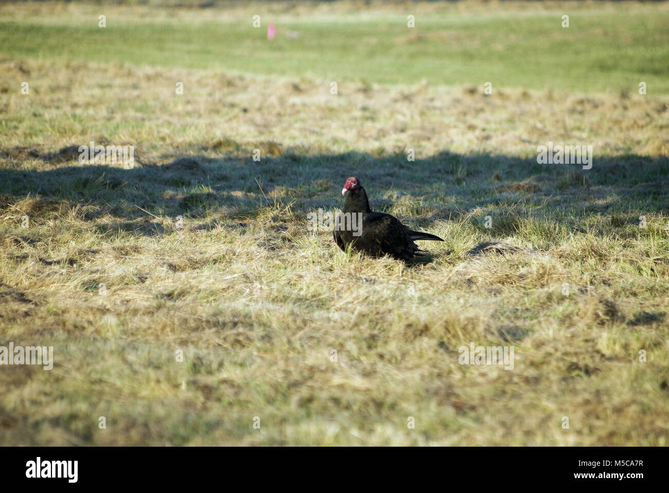 Buzzard standing in field eating left Stock Photo - Alamy