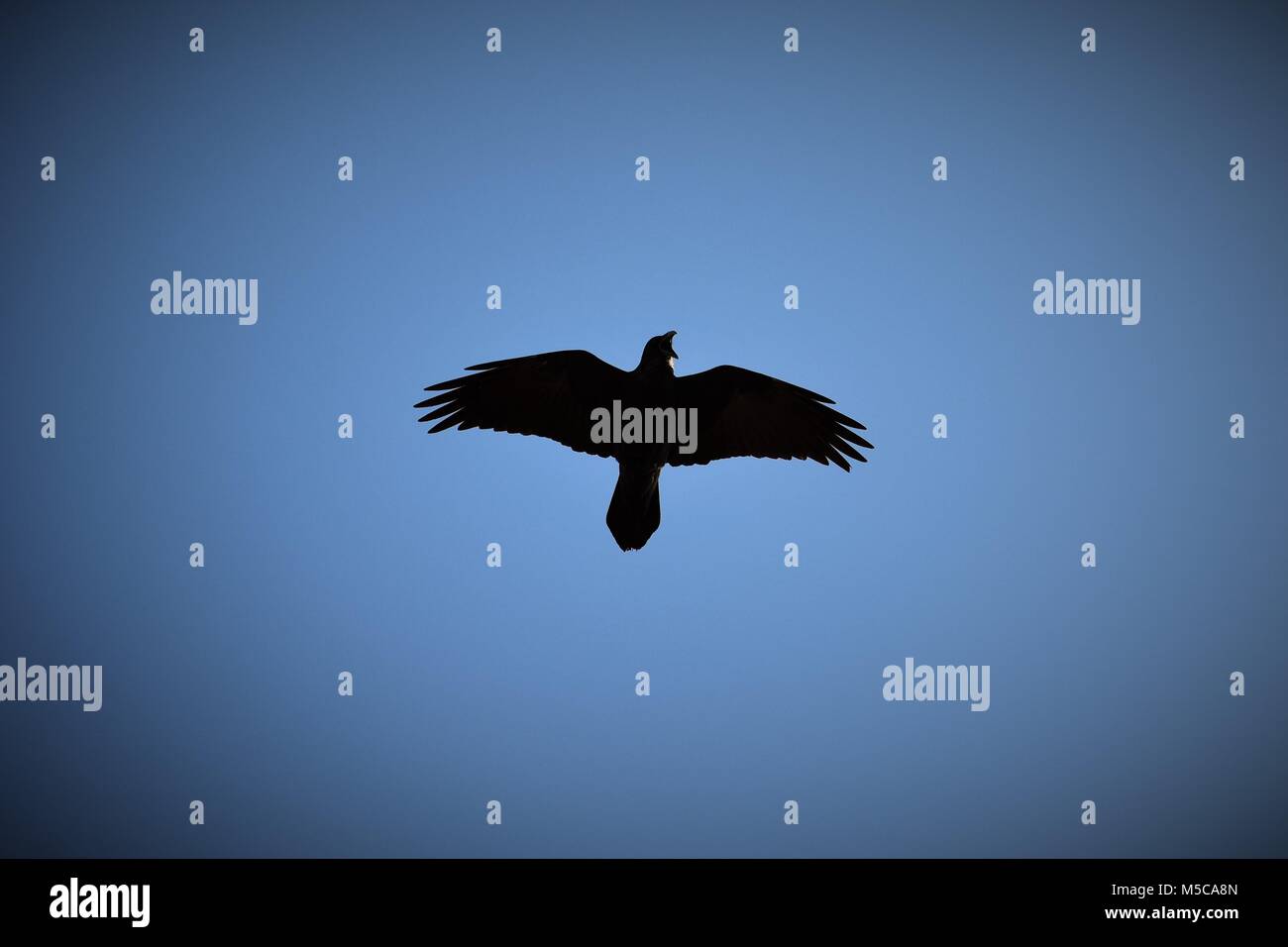 Crow flying hi-res stock photography and images - Alamy