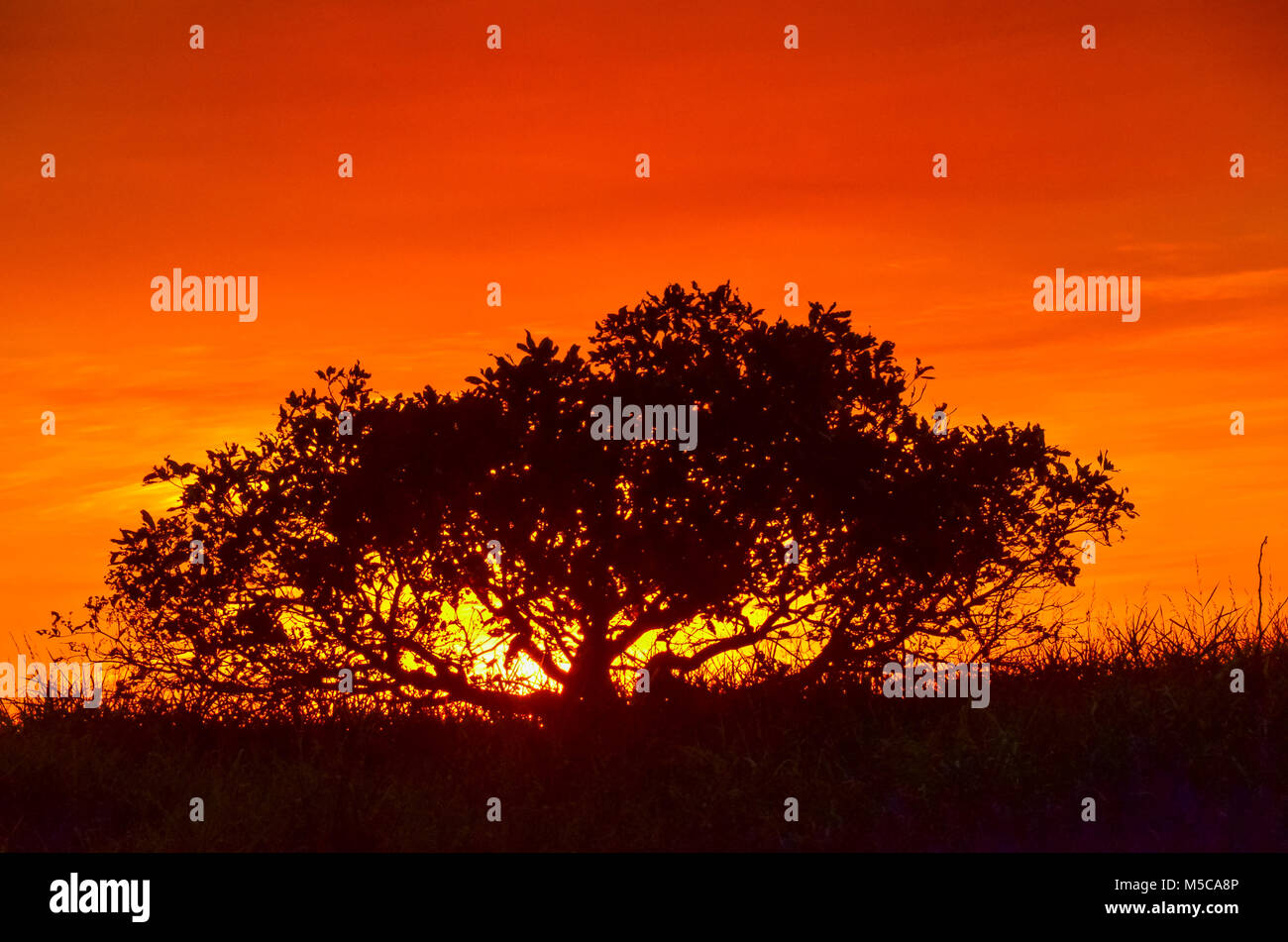 Fiery orange-red Serengeti sunset in Africa Stock Photo - Alamy