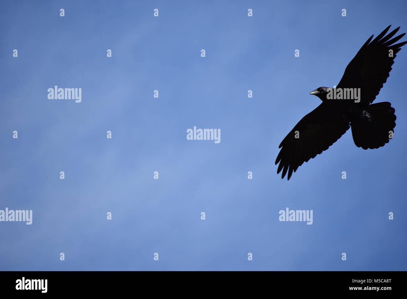 Crow flying hi-res stock photography and images - Alamy