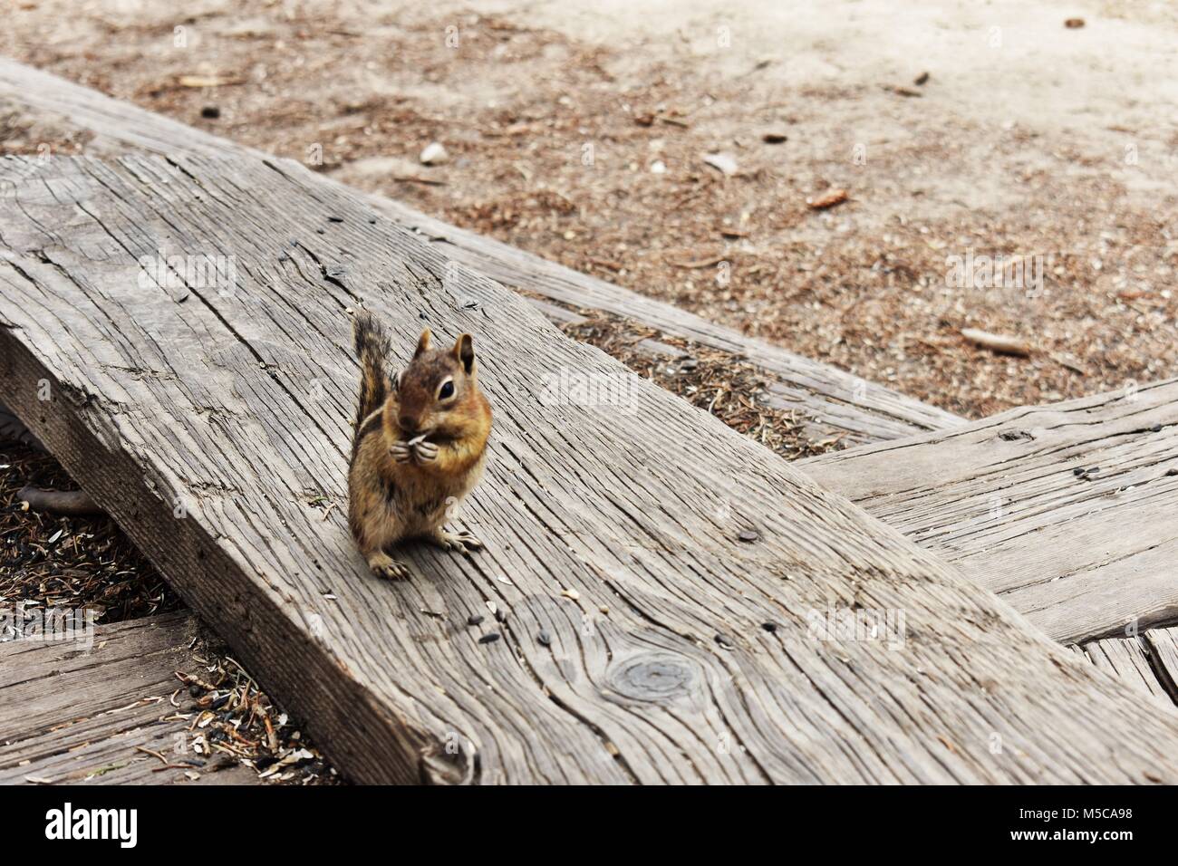 Chipmunks eating hi-res stock photography and images - Alamy