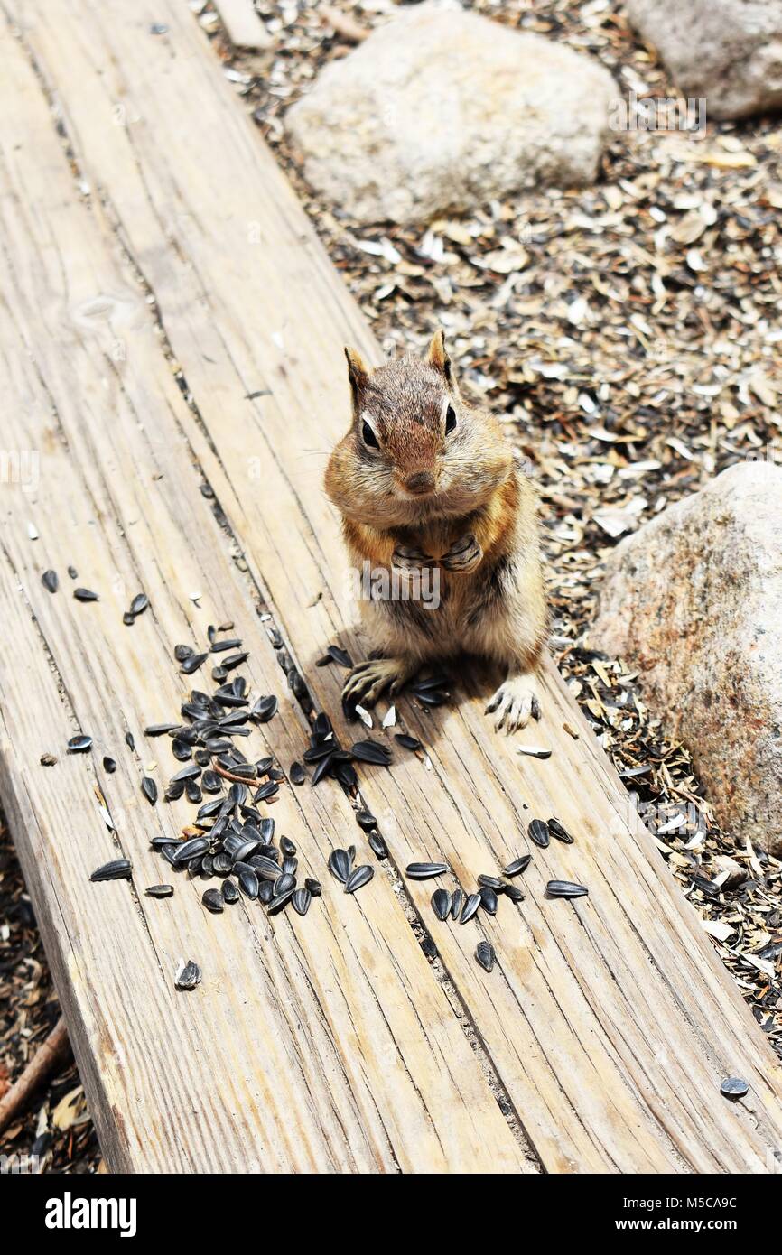 Colorado chipmunks hi-res stock photography and images - Alamy