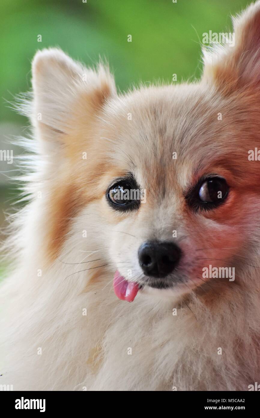 Cute pomeranian pup hi-res stock photography and images - Alamy