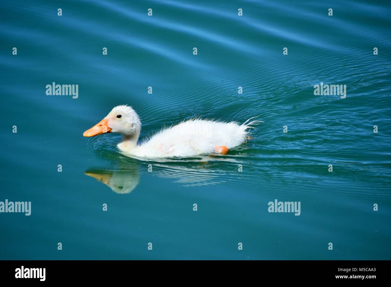 duckling swimming to mom Stock Photo - Alamy