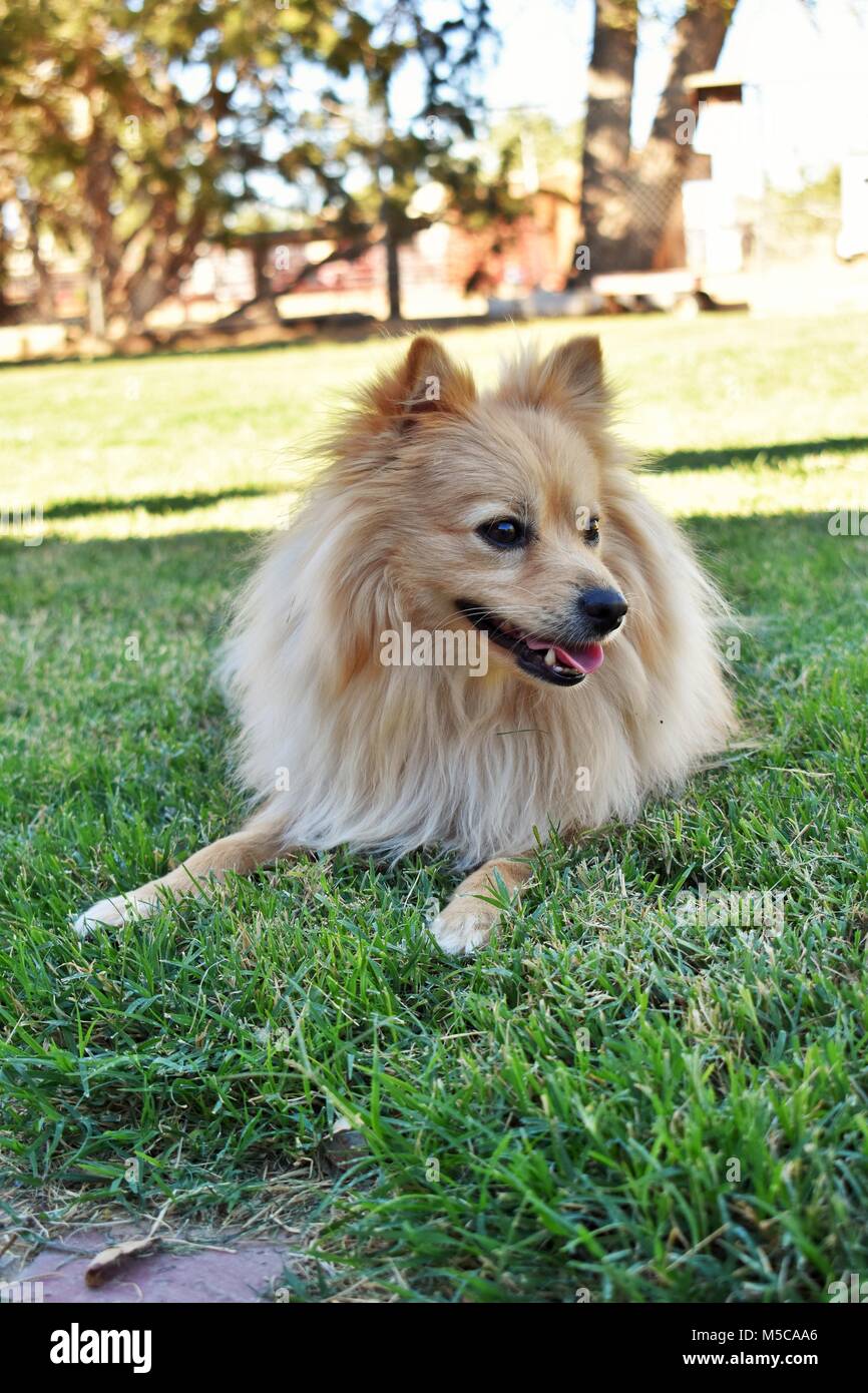 Small creature in the backyard hi-res stock photography and images - Alamy
