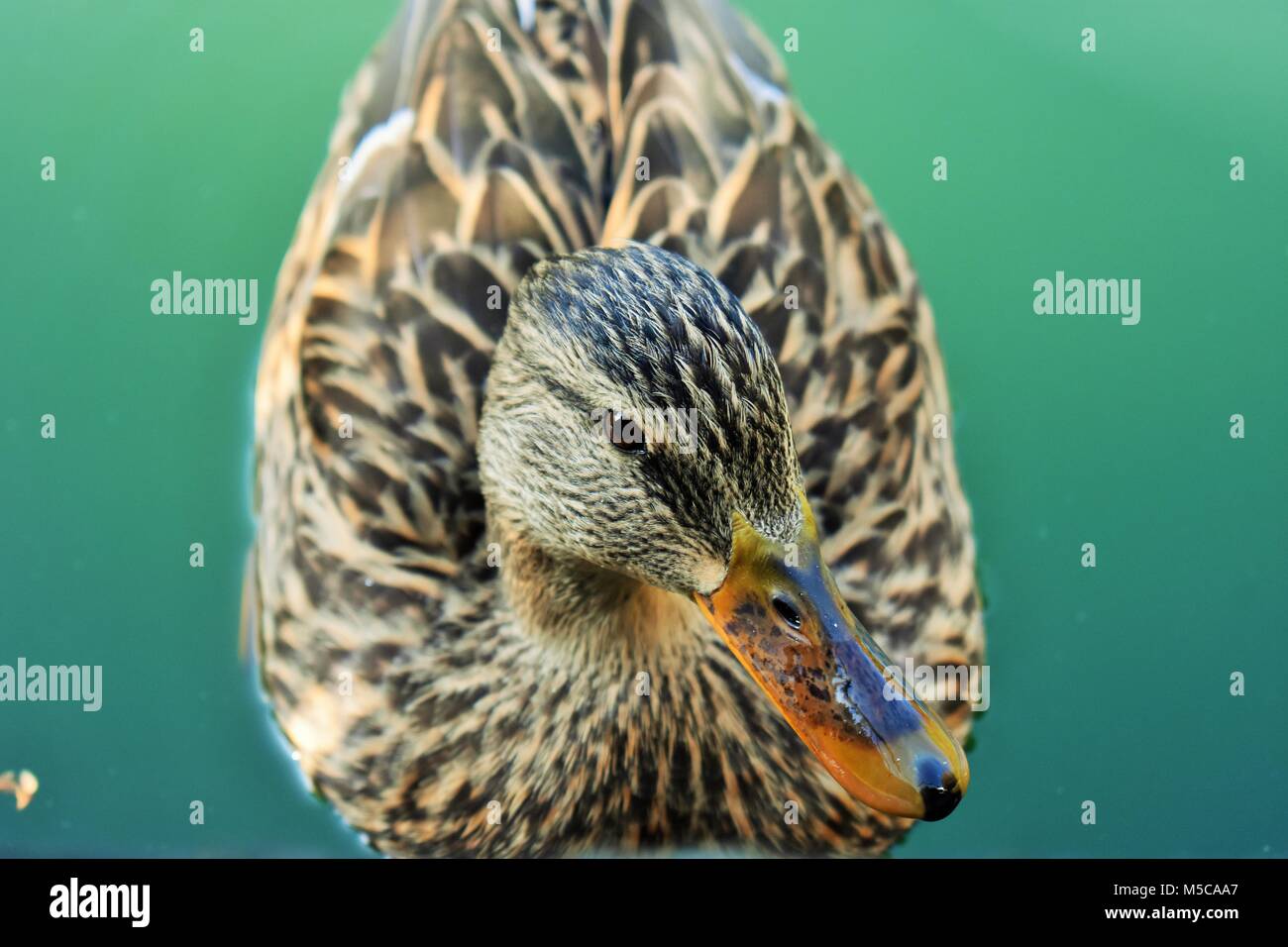 pose for the camera Stock Photo - Alamy