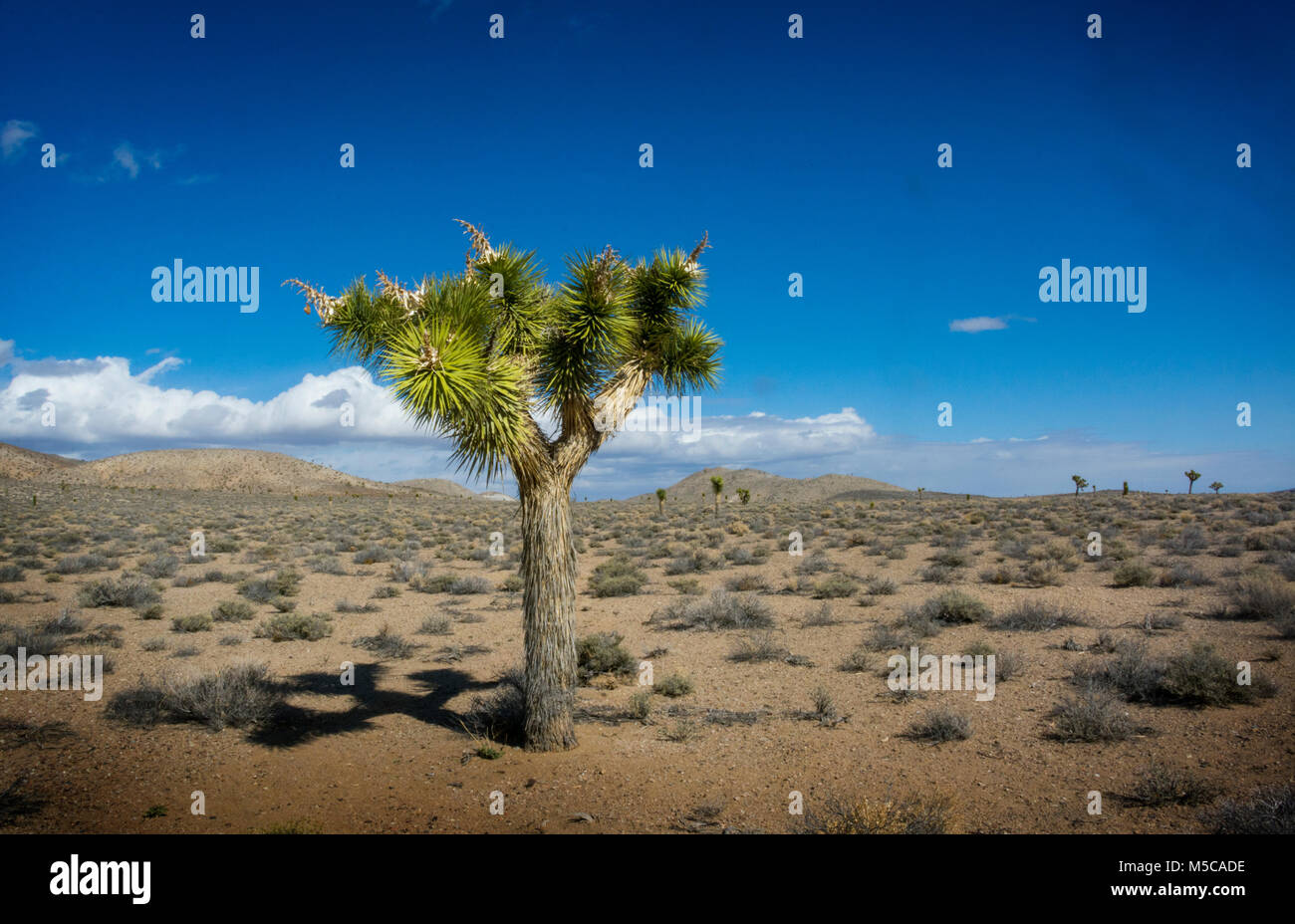Dramatic desert landscape joshua tree hi-res stock photography and ...