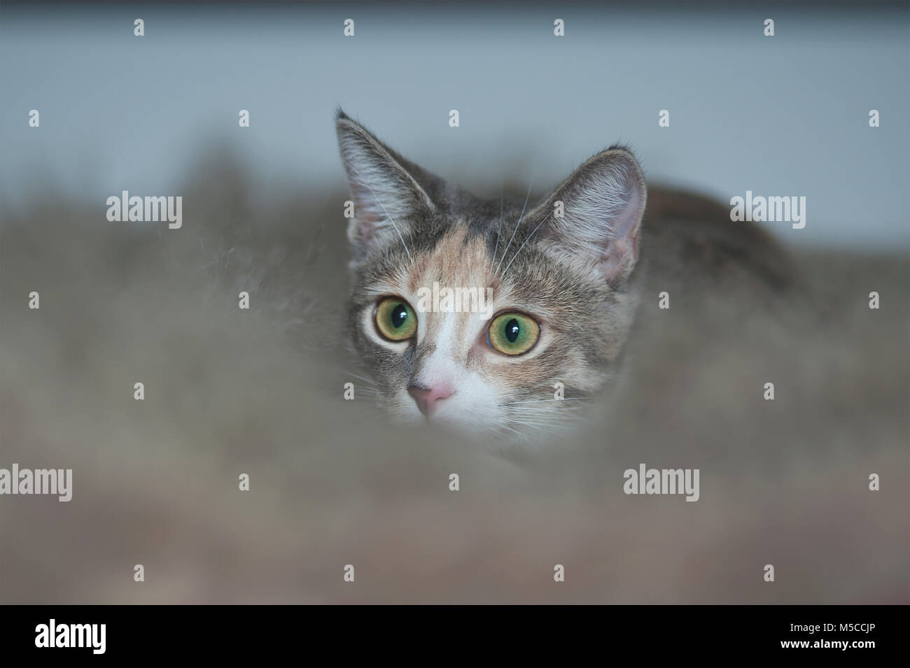 Cat pounce hi-res stock photography and images - Alamy