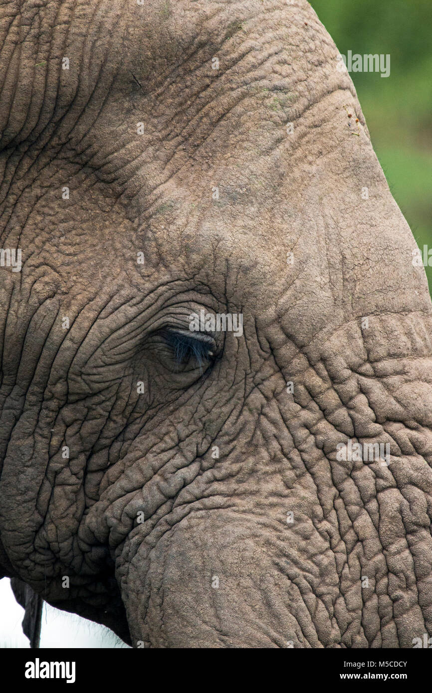 Extreme close up of face skin patterns and texture and eye of African ...