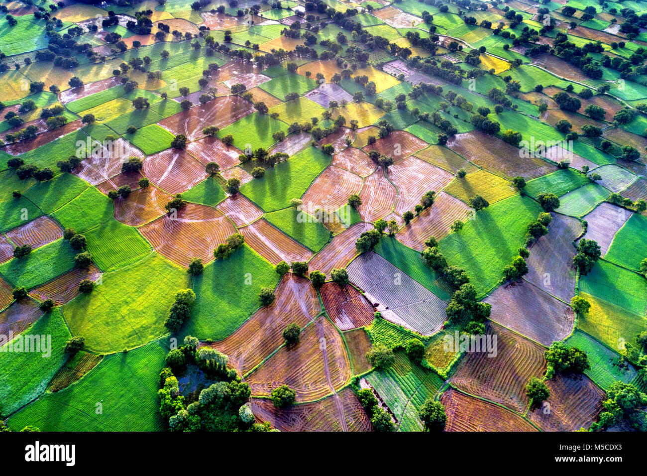 Rice field in mekong delta, An Giang, Vietnam. Ta Pa rice field Stock ...