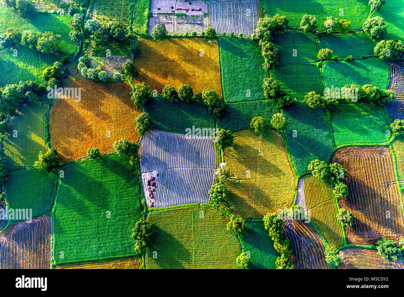 Rice field in mekong delta, An Giang, Vietnam. Ta Pa rice field Stock ...