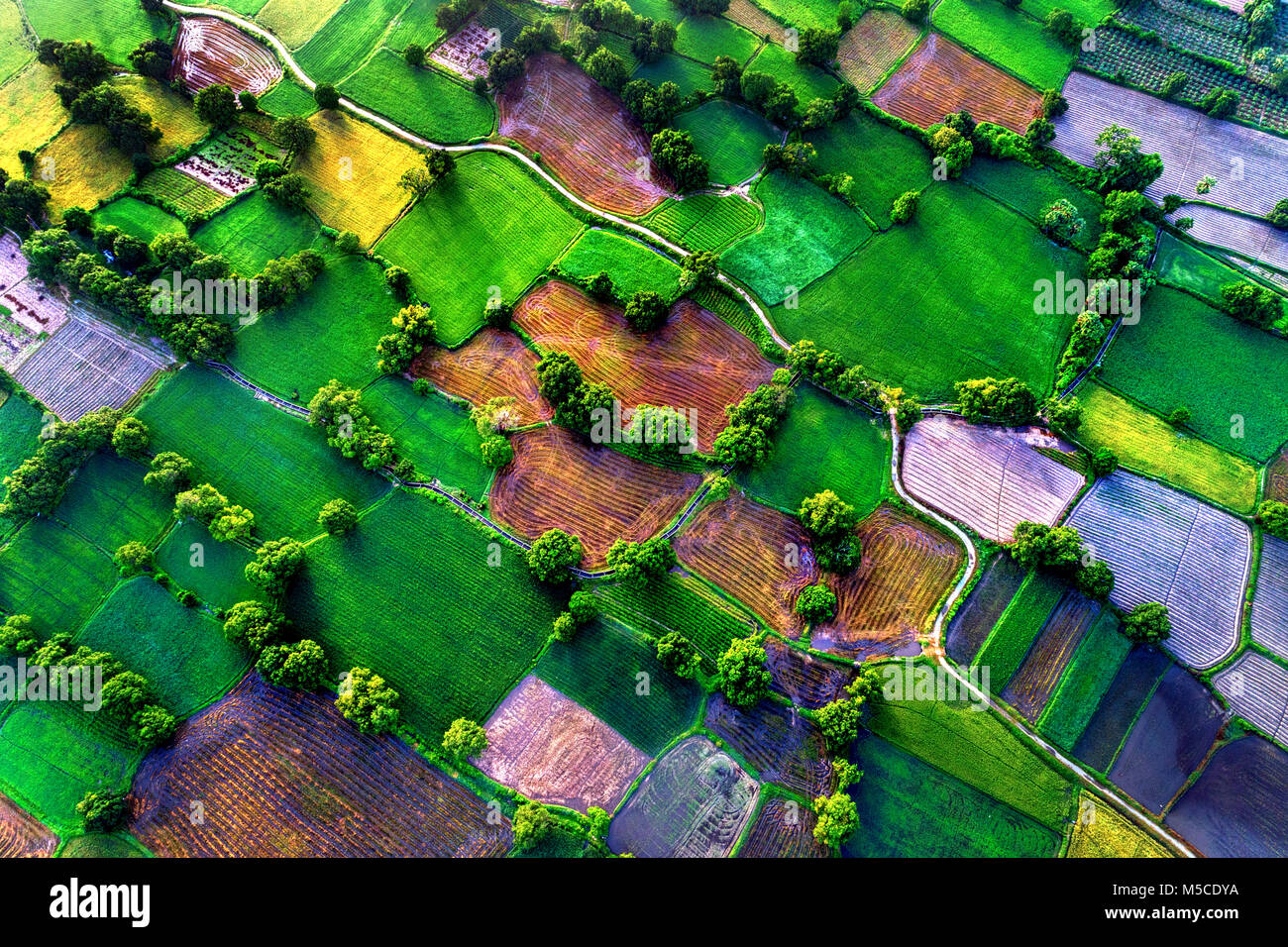 Rice field in mekong delta, An Giang, Vietnam. Ta Pa rice field Stock ...