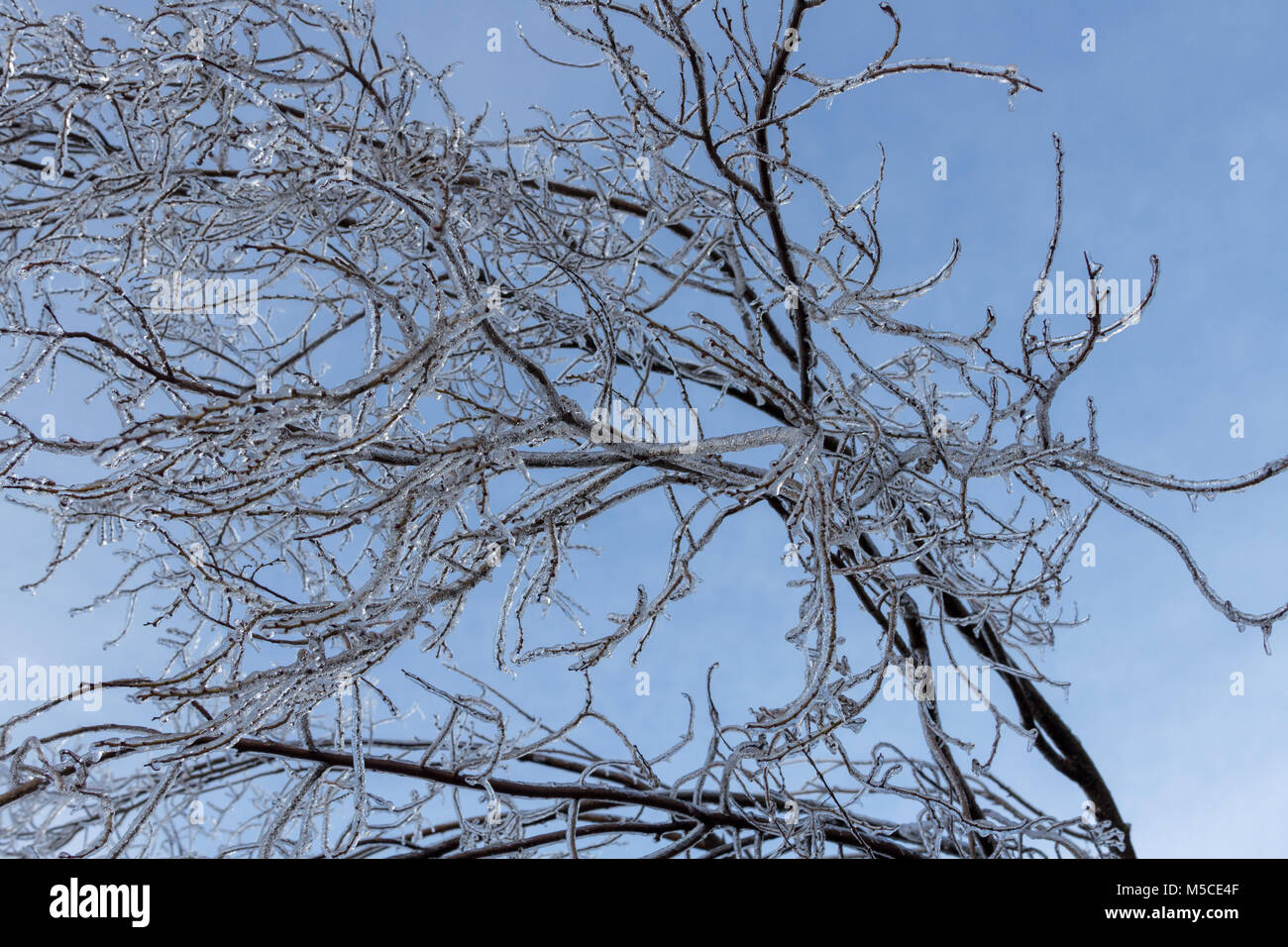 Ice encapsulated branches hi-res stock photography and images - Alamy