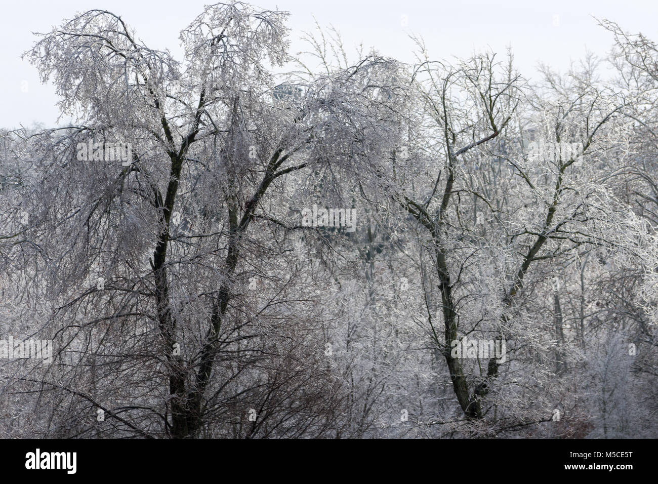Trees after freezing rain Stock Photo - Alamy