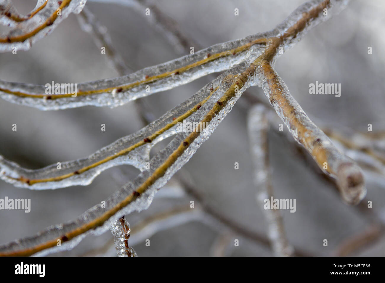 Trees branches covered in ice after the freezing rain Stock Photo - Alamy