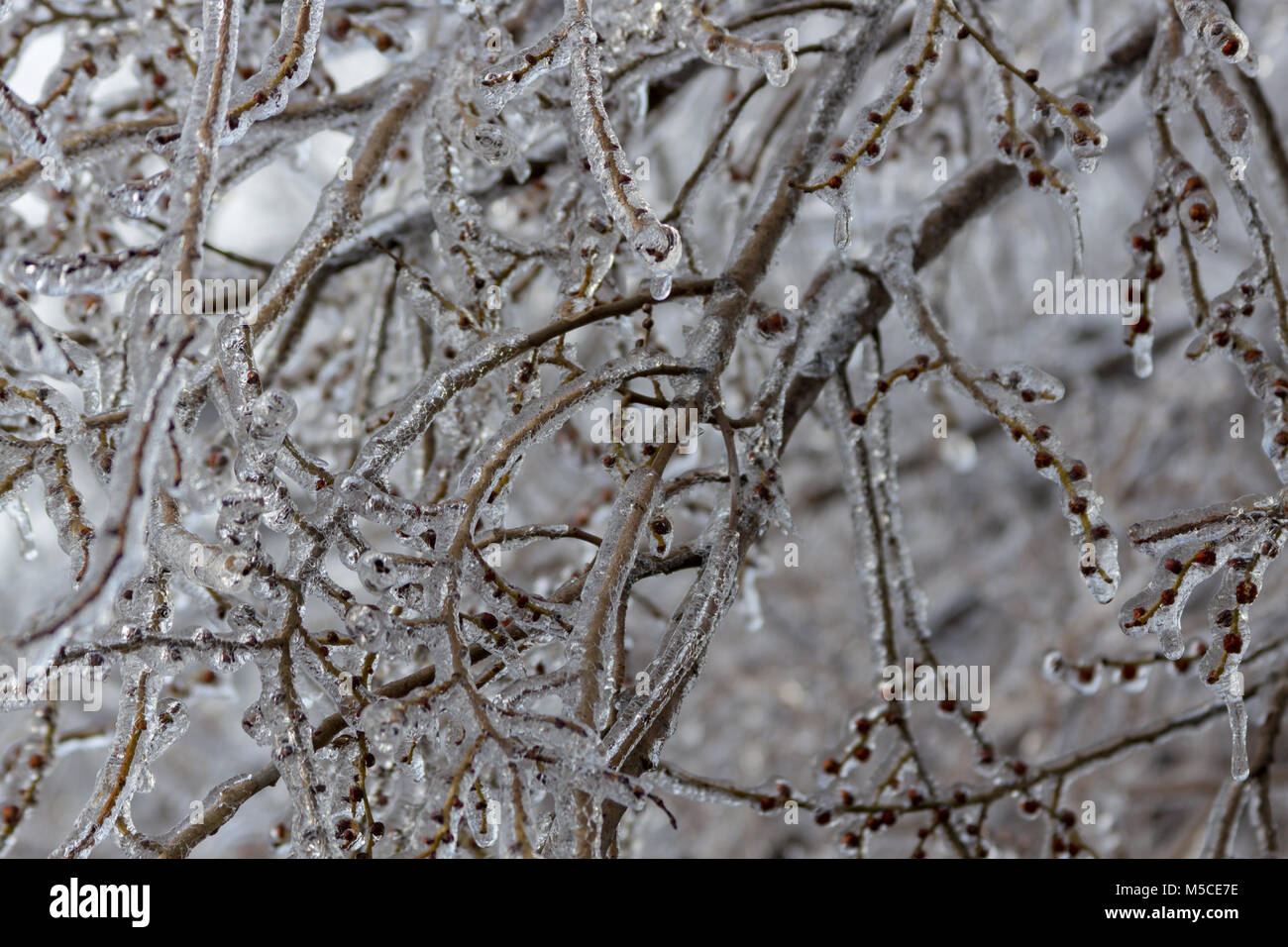 Trees branches covered in ice after the freezing rain Stock Photo - Alamy
