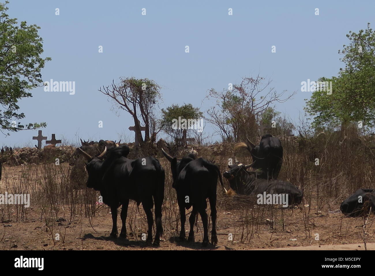 Livestock fair in village. Zebu animal is one of the symbols of ...