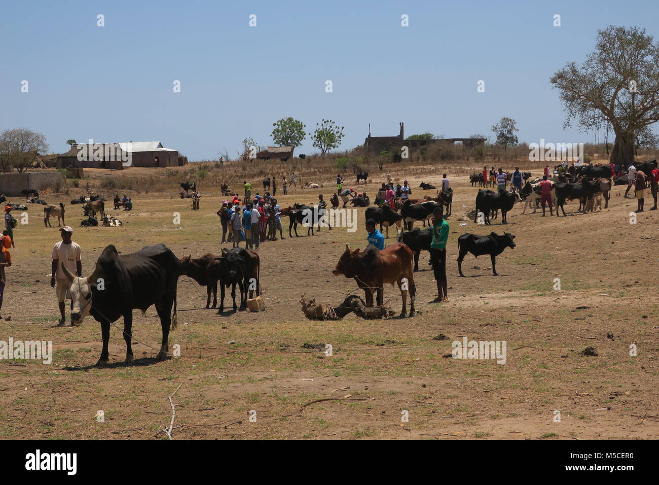 Livestock fair in village. Zebu animal is one of the symbols of ...