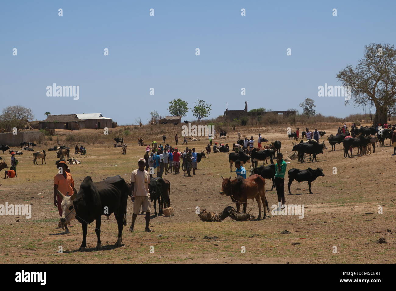 Livestock fair in village. Zebu animal is one of the symbols of ...