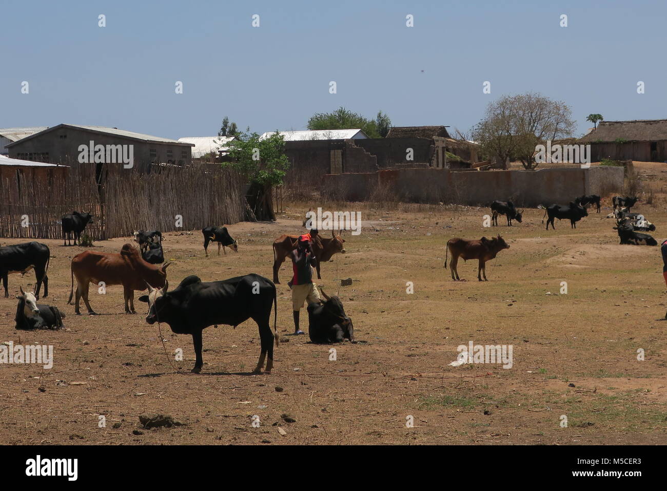 Livestock fair in village. Zebu animal is one of the symbols of ...