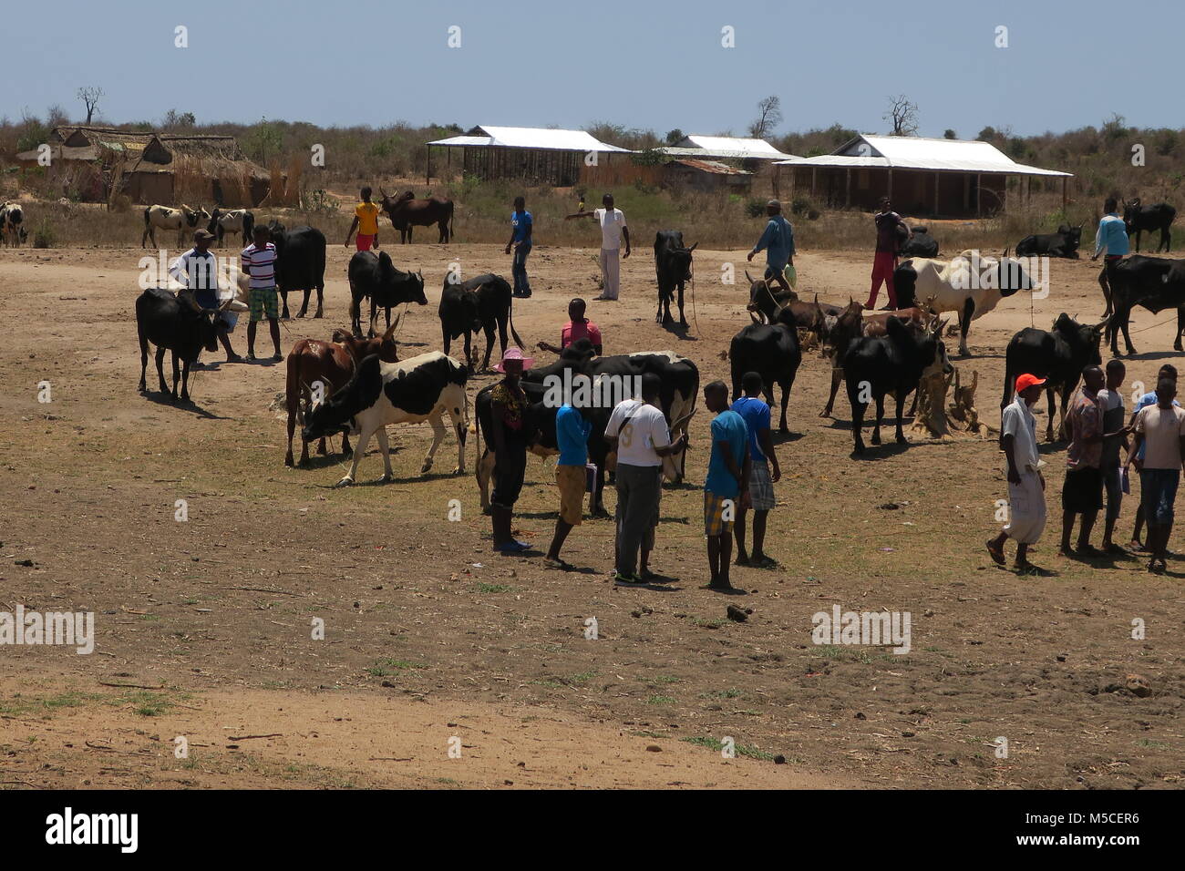 Livestock fair in village. Zebu animal is one of the symbols of ...
